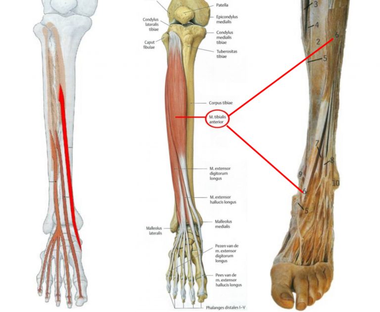 Spierstelsel onderbeen en voet - de voeten van Jan
