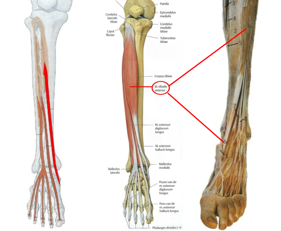 Jan van Ede, auteur op de voeten van Jan